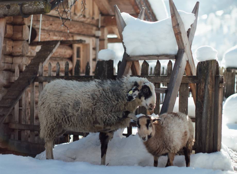 Die Tiere am Moar Gut | moar gut