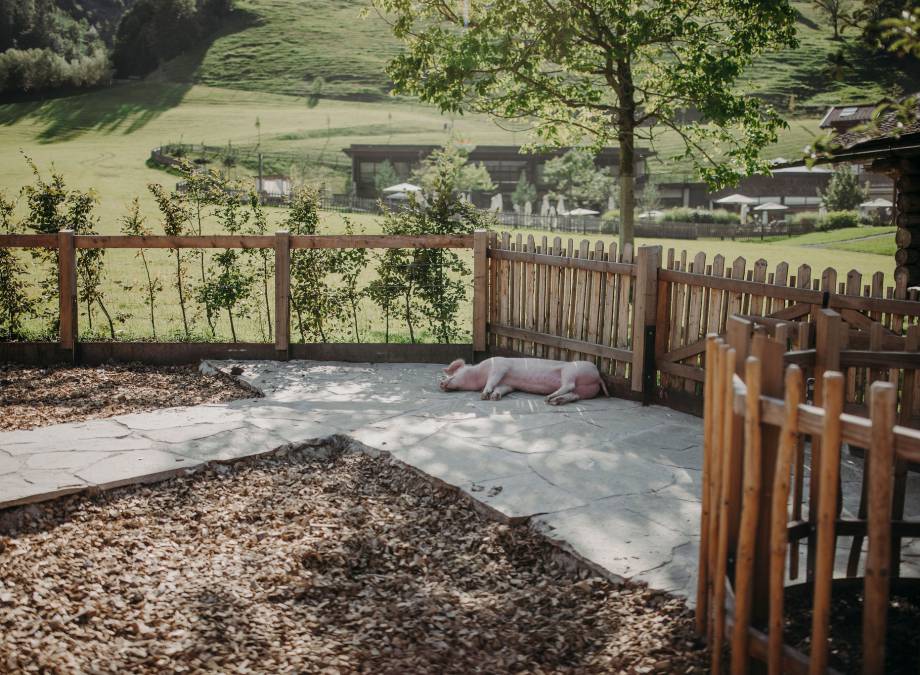 Small animal farm | moar gut