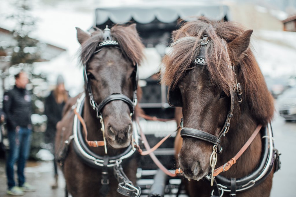 Horse-drawn Sleigh Rides in the Salzburg Region | moar gut